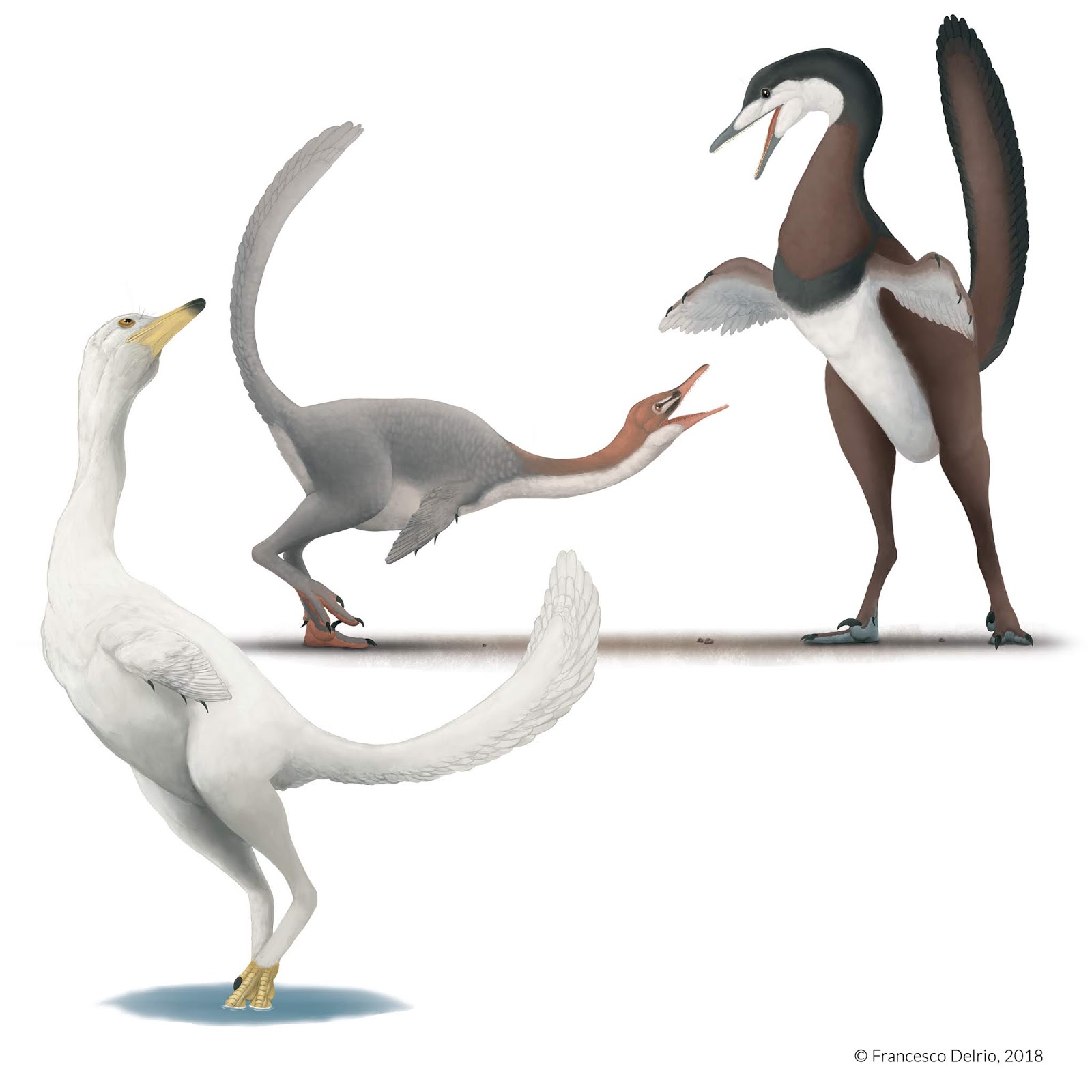 Theropoda: Hulsanpes reloaded: Halszkaraptorinae, more than just ...