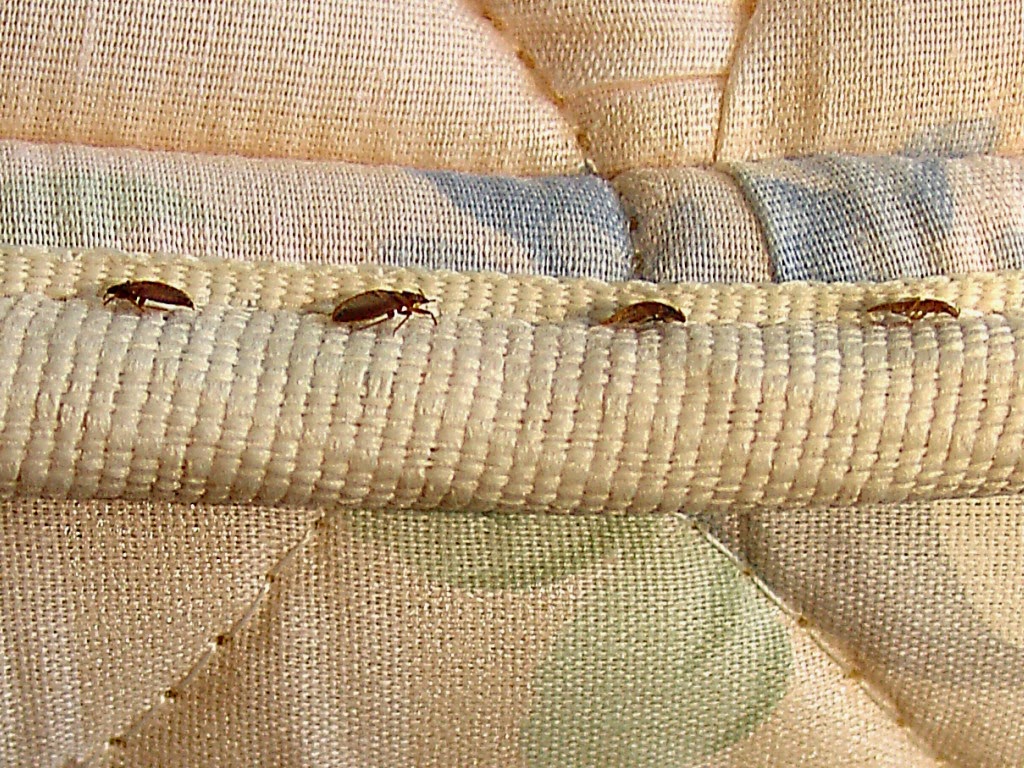 Fieggentrio: Beestjes in bed!!