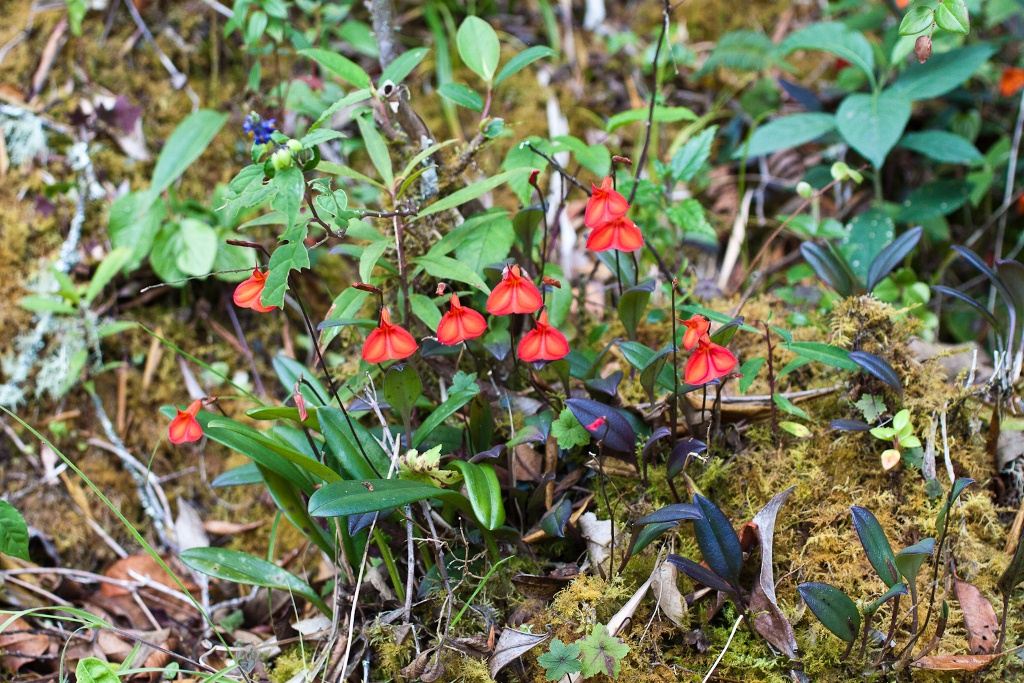 Masdevallia racemosa care and culture | Travaldo's blog