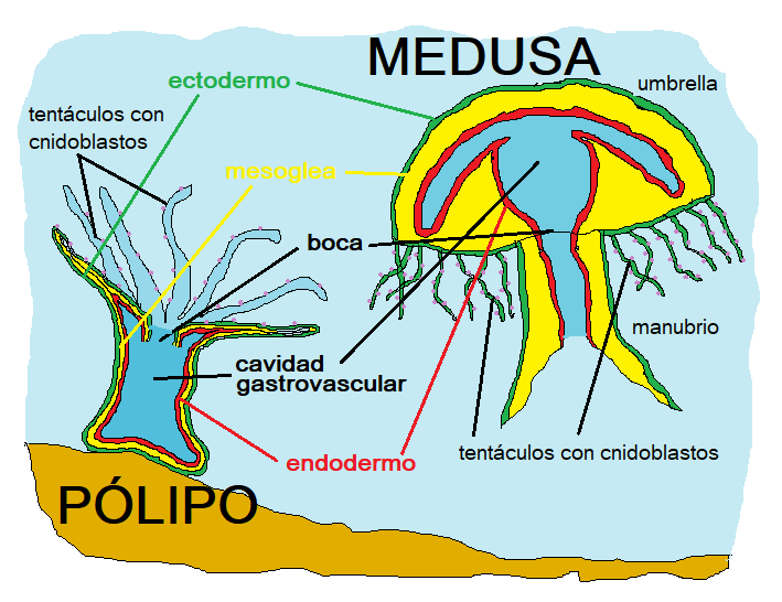 CURIOSIDADES CIENTÍFICAS : Polipos y medusas