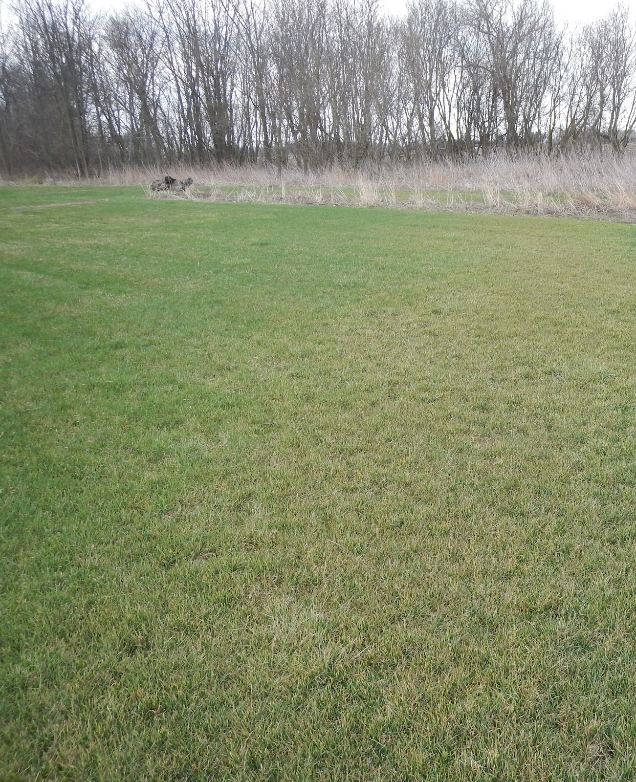 Michigan State University: Spring Flooding of Turf