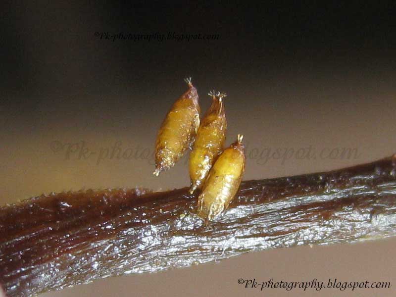 Drosophila melanogaster Life Cycle | Nature, Cultural, and Travel ...