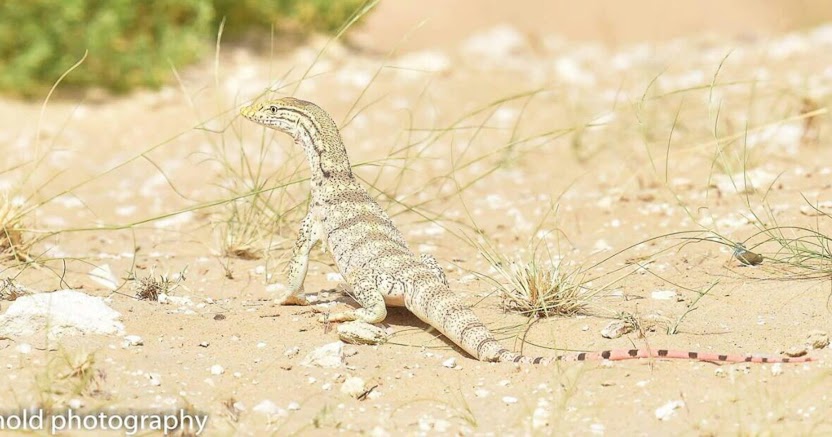 Birds of Saudi Arabia: Desert Monitor at Khafra Marsh – Record by Arnold Uy