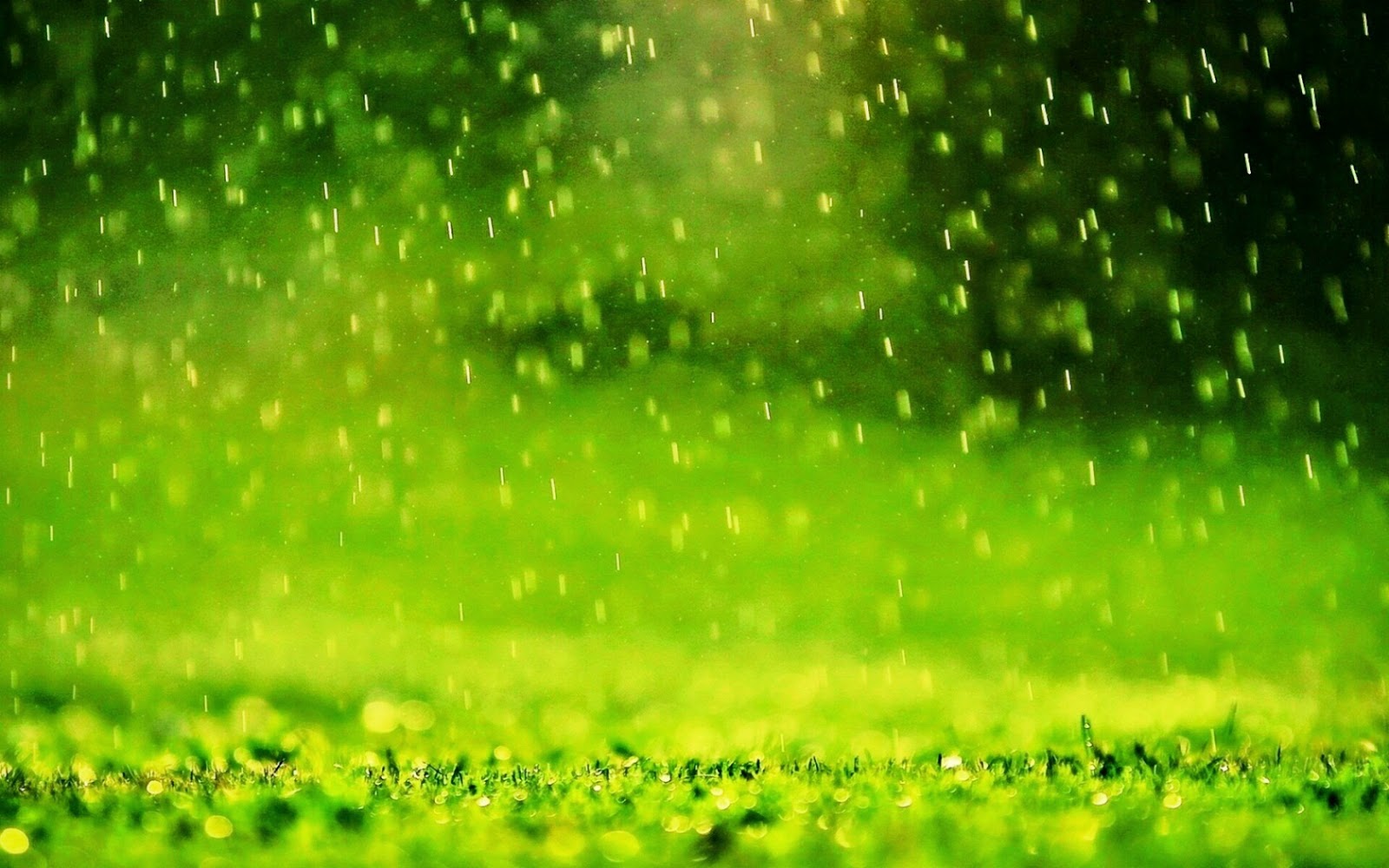 Green Rain, Rain Nature Wallpaper (16)