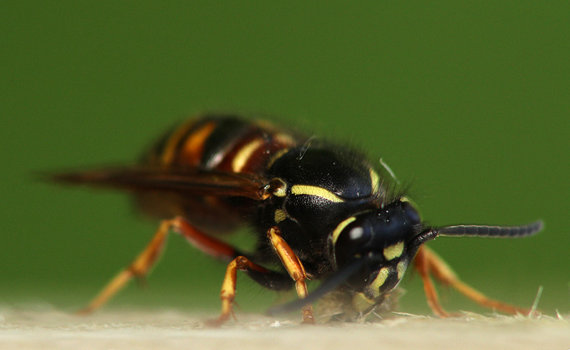 Utgångspunkt 63° 31,x' N - 22° 31,x' O: Två getingar med rött