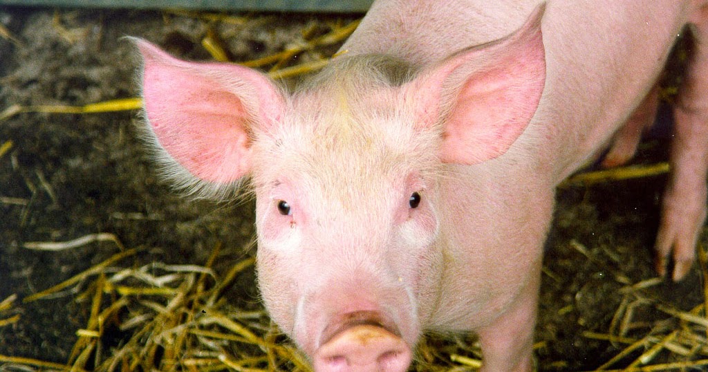 Interesting Facts About Pigs - Natural Wonders of The World