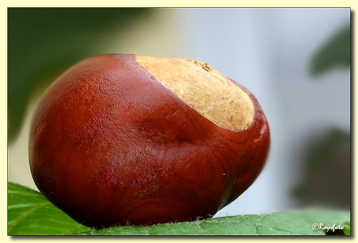 Gietjes Weetjes: Het verschil tussen een wilde en tamme kastanje