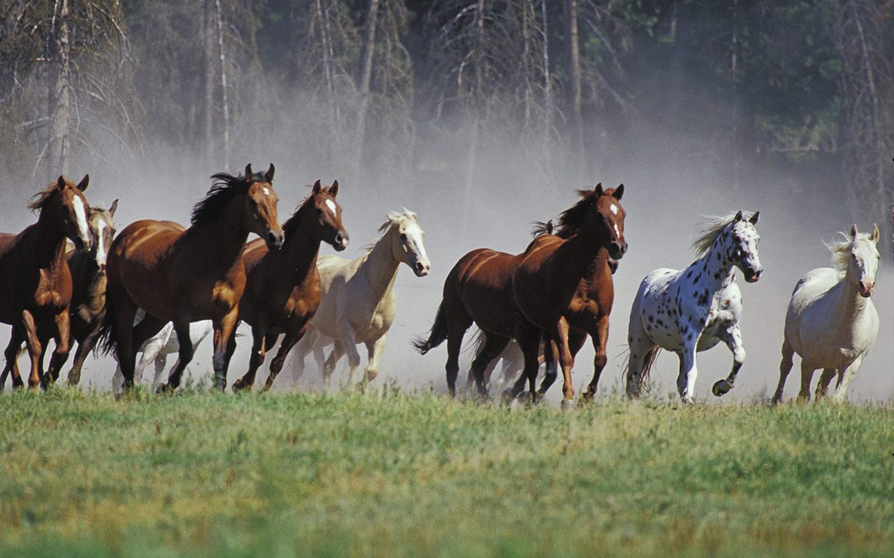 Horses ~ Life Amazing