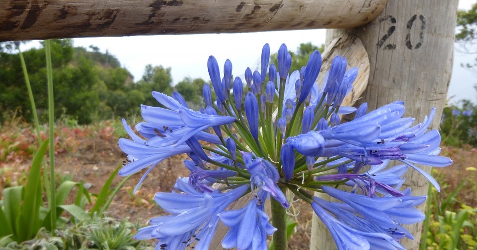 Entre plantas y macetas: Conoce los cuidados del Agapanto