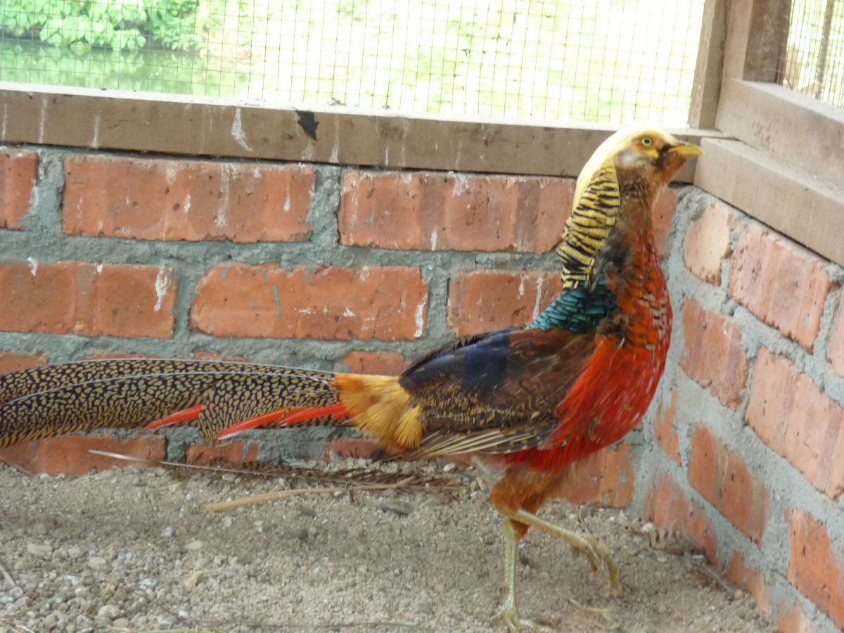 MasiranFarm - angsa, ayam mutiara & ayam belanda: Pasangan Burung Kuang ...