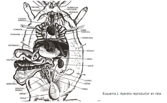 Embriología en Vertebrados: Aparatos Reproductores en Vertebrados