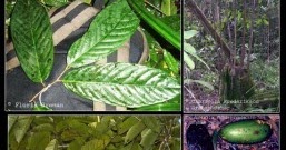 Tumbuhan Langka: Tumbuhan Bulian