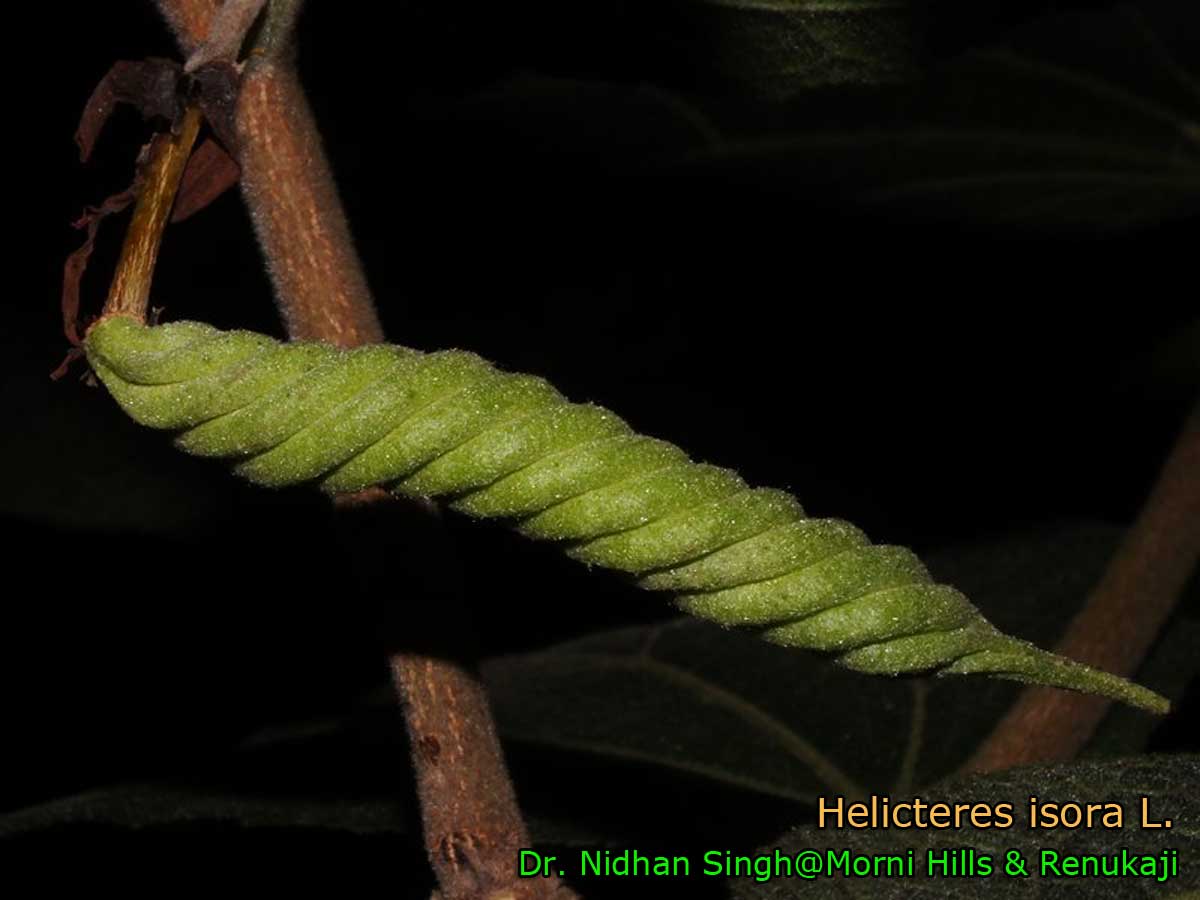 Medicinal Plants: Helicteres isora, Mriga Shringa, Maror Phali ...