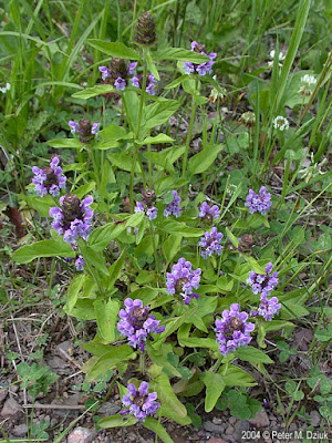 Seminte si plante de gradina hobby: Busuioc de camp-Prunella Vulgaris