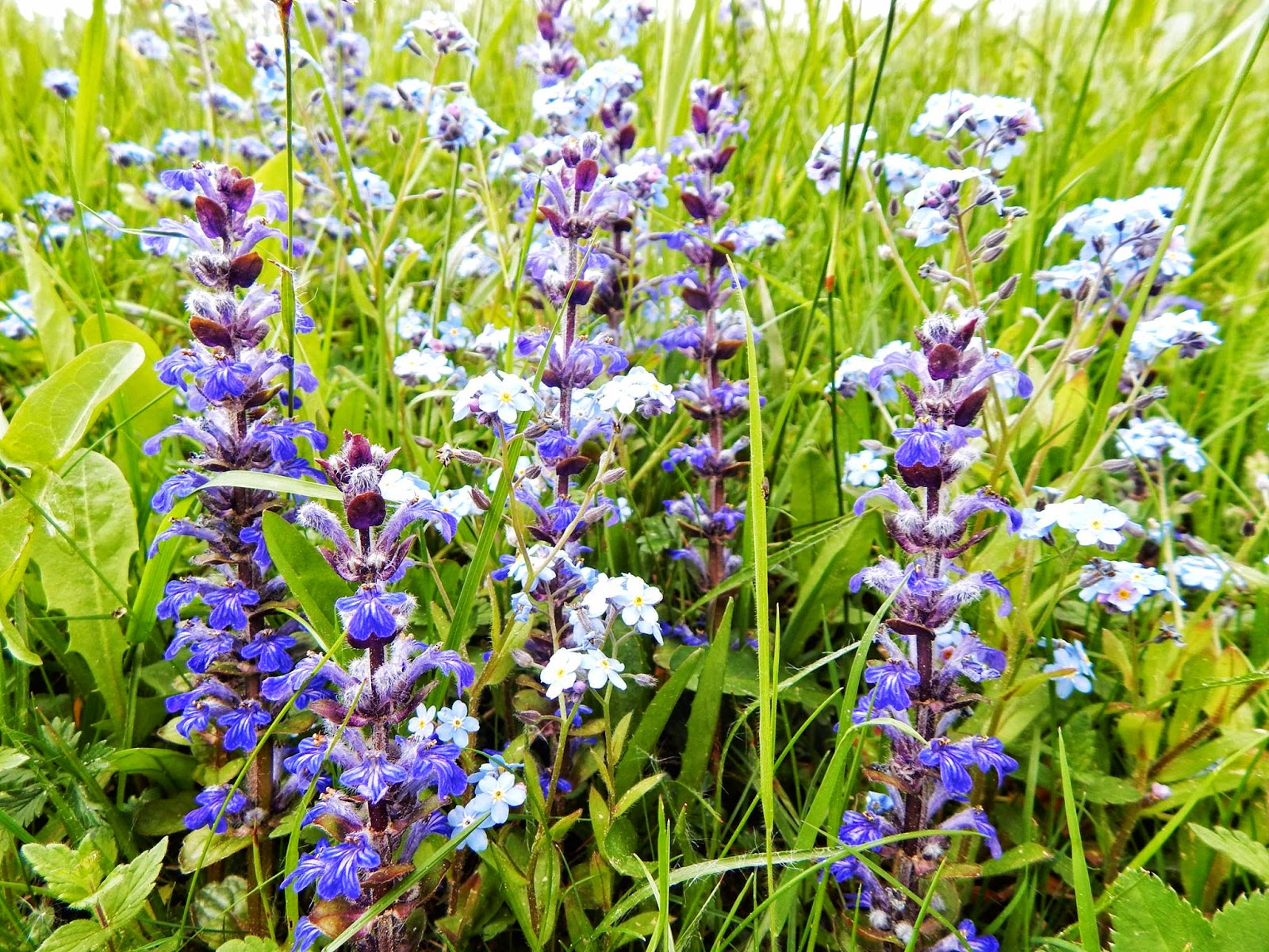 NAŠE ZAHRADY: Květy na louce před posečením. Léto se blíží. Poznáte o ...