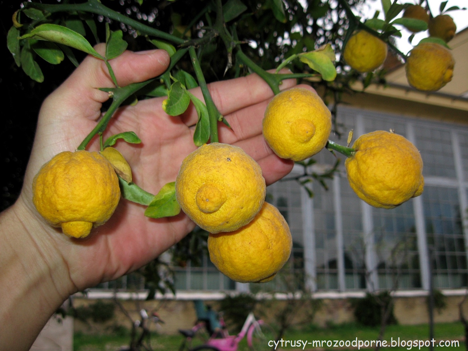 Cytrusy Mrozoodporne: Poncirus Trifoliata - Modena, Włochy
