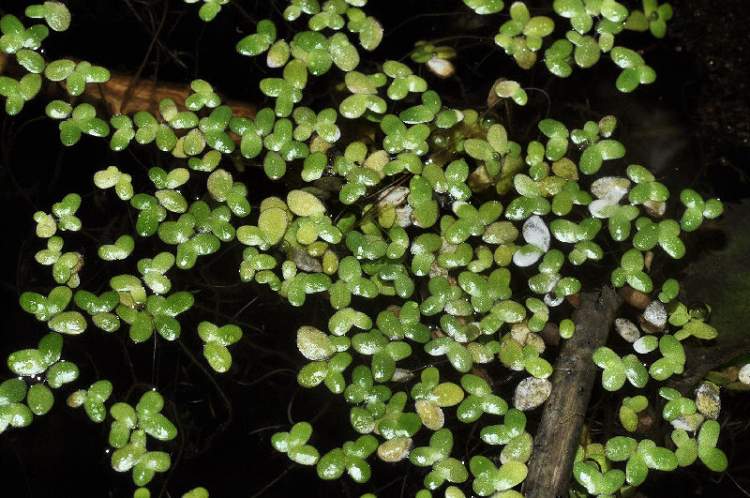 PLANT FAMILIES OF PUERTO RICO AND FLORIDA PAPO VIVES: LEMNACEAE ...