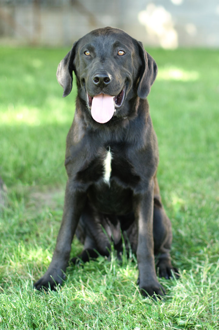 Jimmy - Black Labrador Retriever