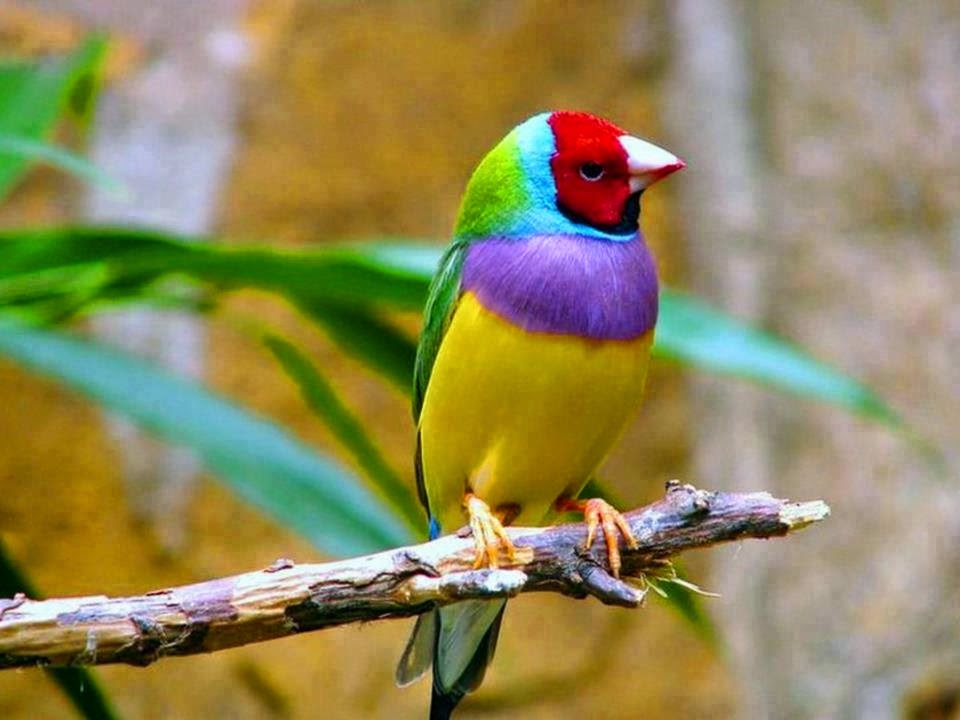 Different color Birds's HD wallpapers,Photos 2014 ~ Top 3 wallpapers