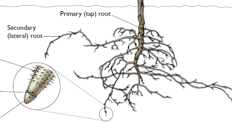 MyGarden: Penjagaan dan Pemeliharaan Pokok Limau Kasturi