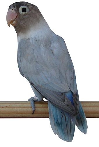 Agarponis: Personatas