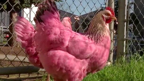 Searching for Ithaka: Indiana Will Not Serve Pink Chickens