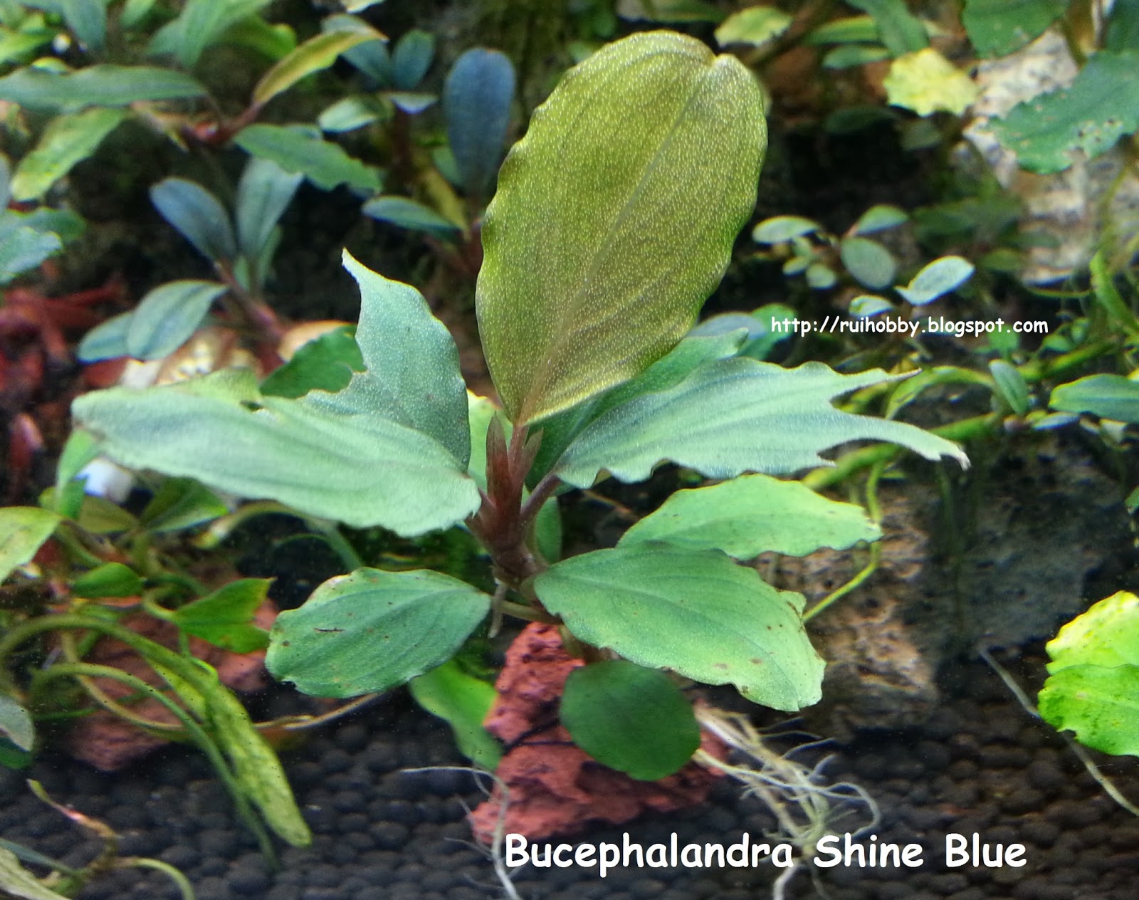 Rui s Hobby Bucephalandras Bucephalandra Shine Blue rui-s-hobby-bucephalandras-bucephalandra-shine-blue
