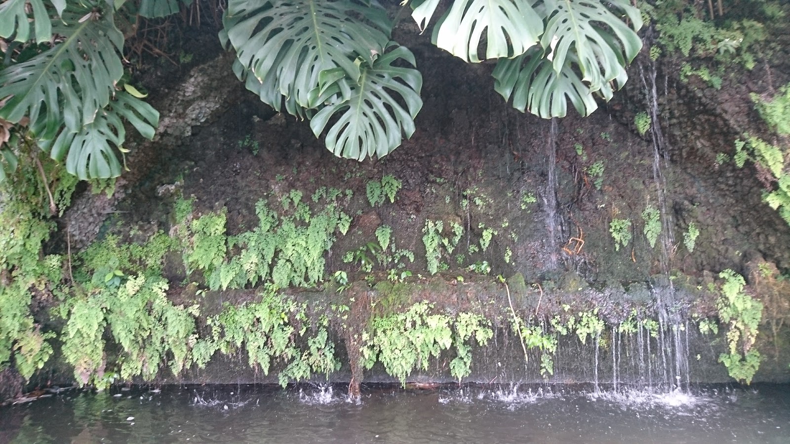 Artemisias Verden: MADEIRA 2. Botanisk hage, parker og blomster i Funchal
