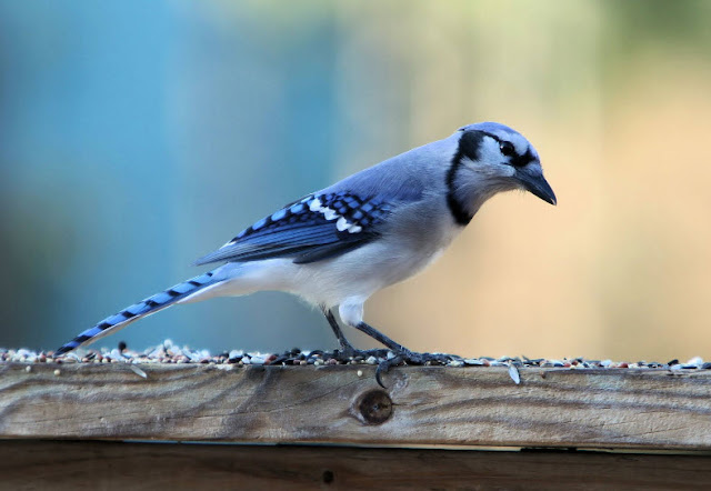Blue Jay | The Life of Animals