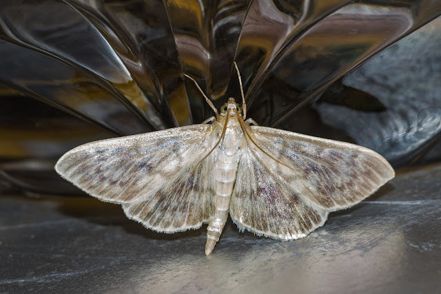 Butterflies, Dragonflies, Moths & other Insects: Mother of Pearl Moth