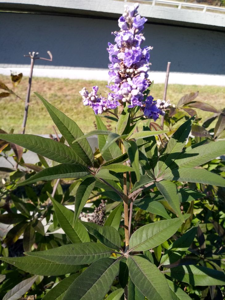 Future Plants by Randy Stewart: Vitex - the Chaste Tree family