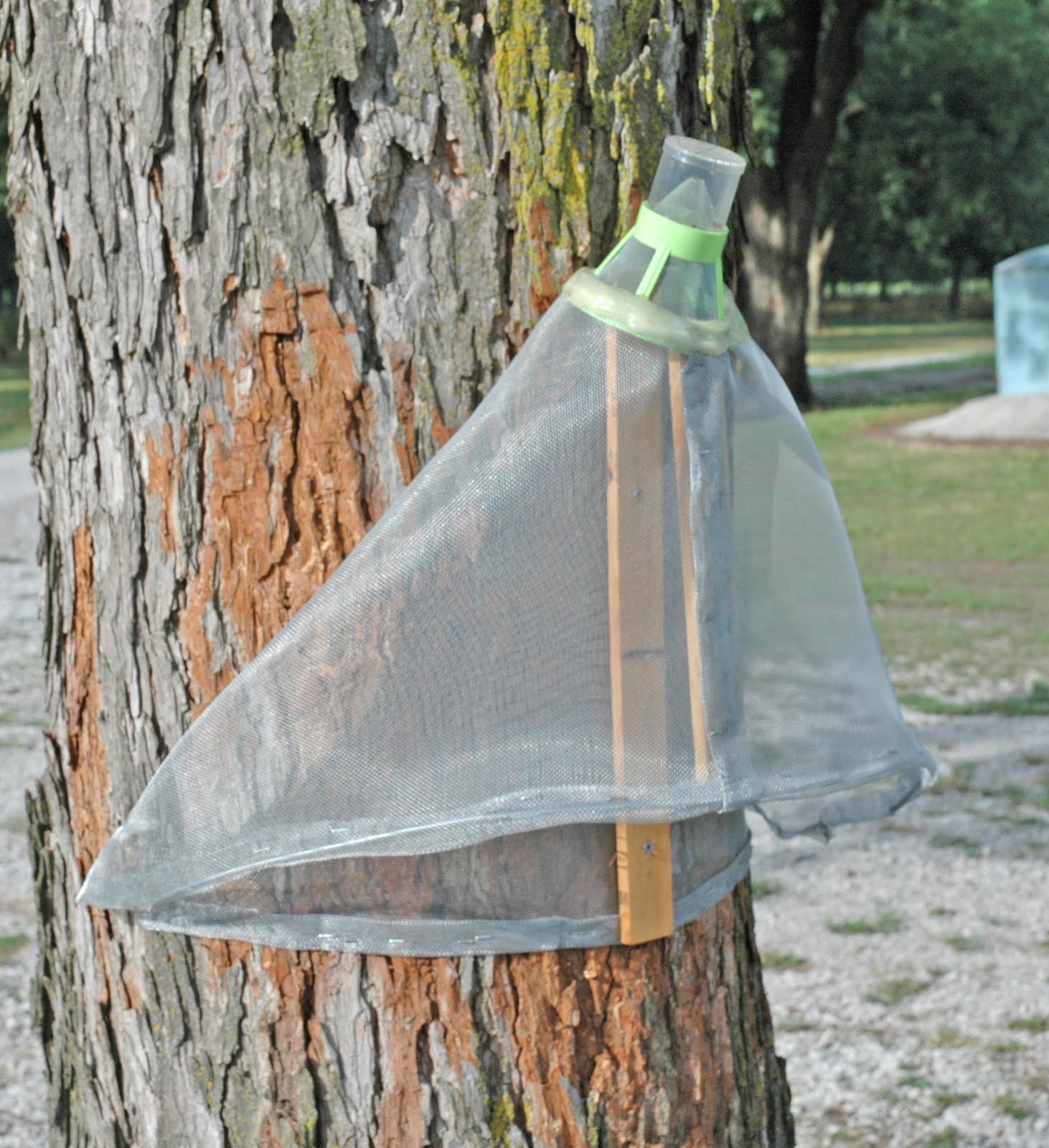 Northern Pecans: Building a pecan weevil trap