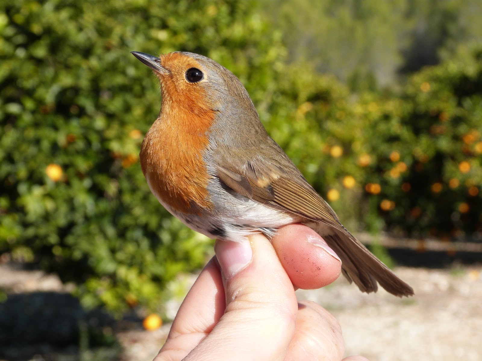 Grupo de Anillamiento Pit-roig: Petirrojos en la niebla