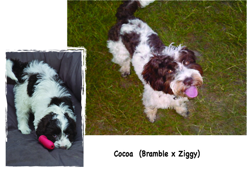 Jukee Doodles : Puppy to Adult