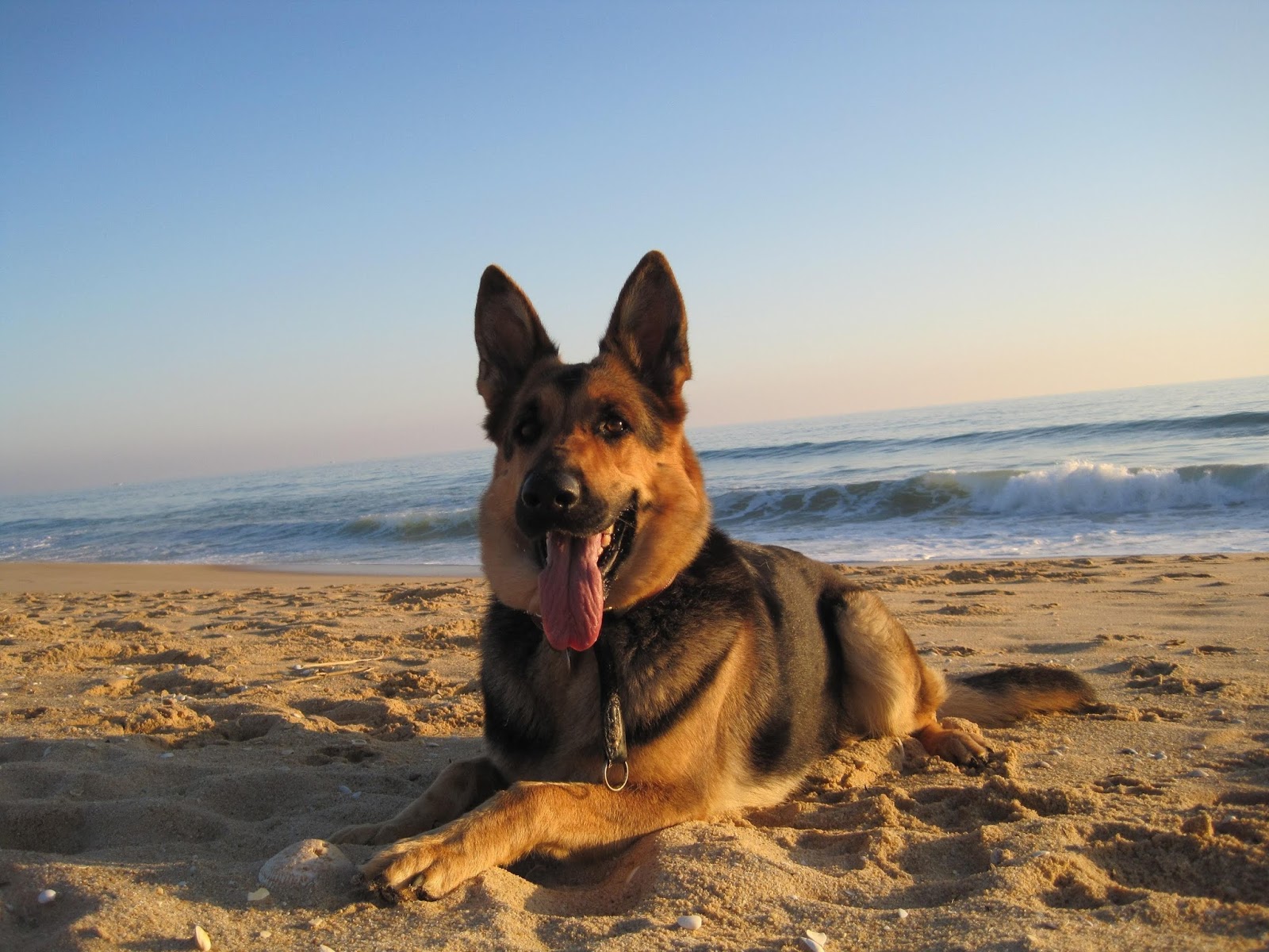 Dog Breeds Originating In Germany dog-breeds-originating-in-germany