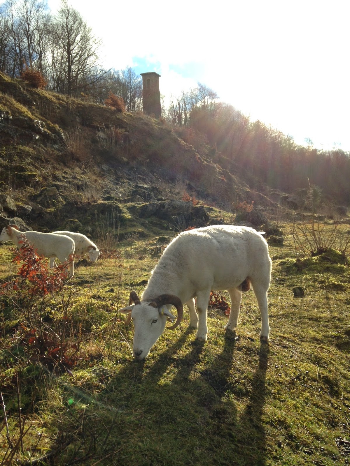 Brown's Folly Sheepwatch