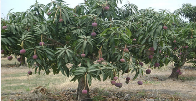 Ecorregión selva alta : CONOCIENDO LA SELVA DEL PERÚ