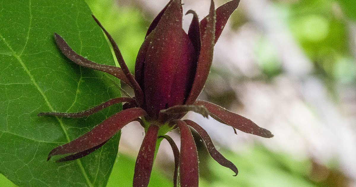"What's Blooming Now" : Eastern Sweetshrub, Carolina Allspice, Sweet ...