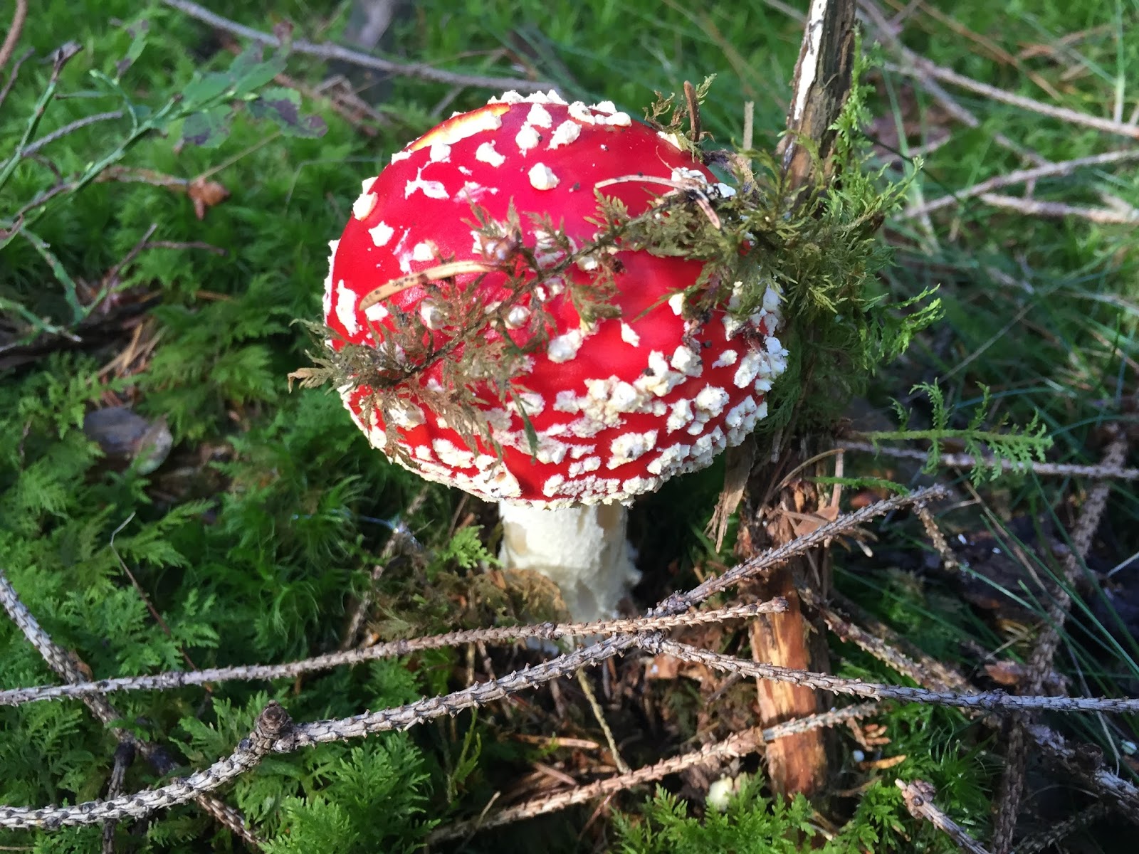 pesleří...: DV… houby, houby, houbičky