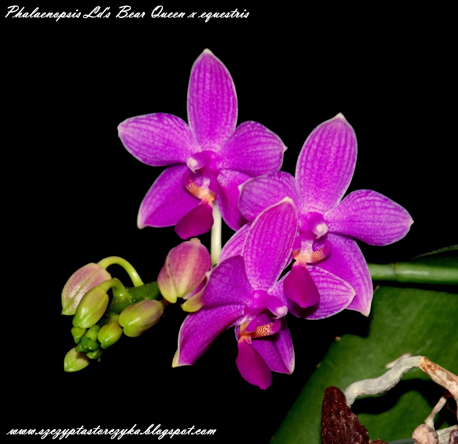 Phalaenopsis Ld's Bear Queen x equestris
