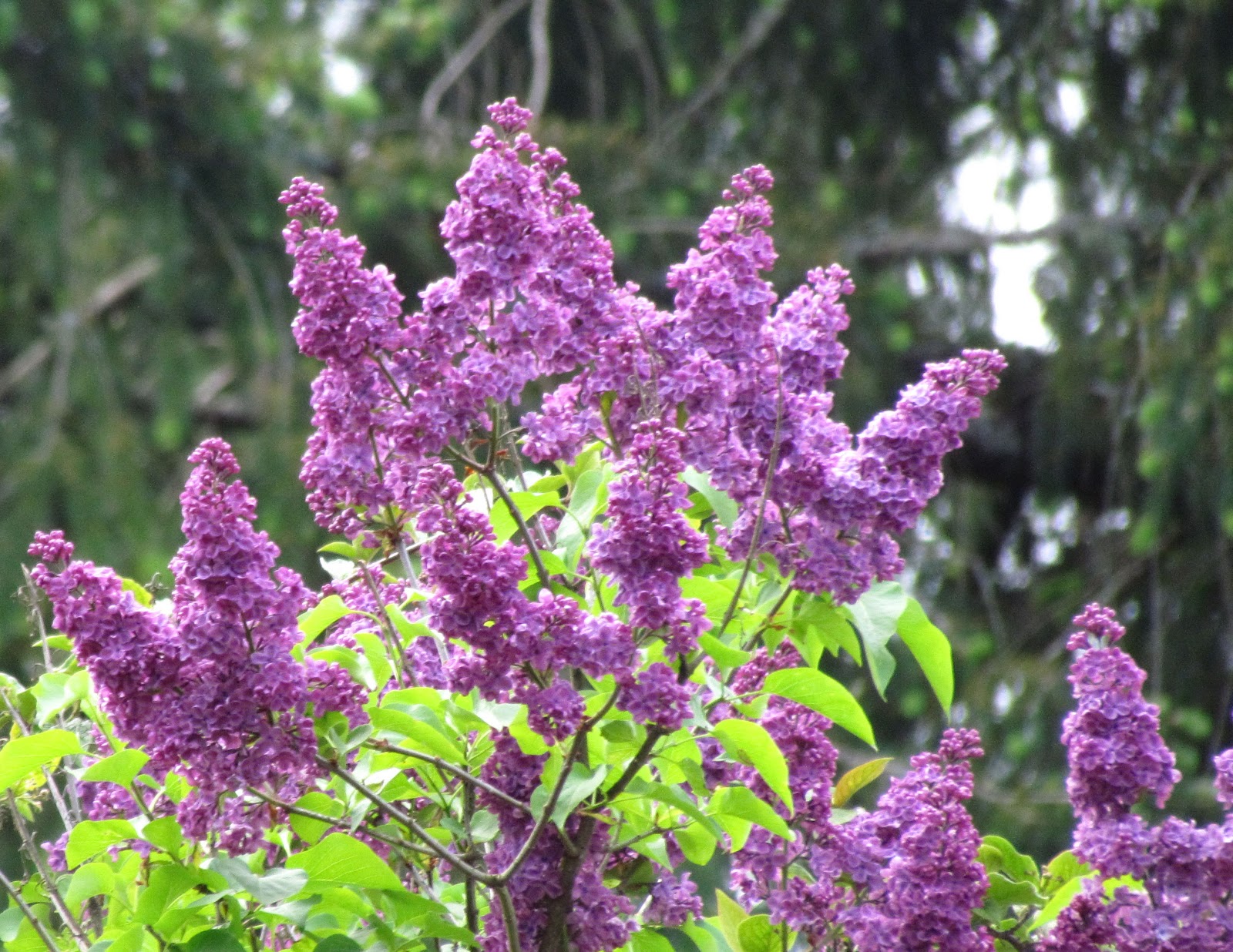 Scene Through My Eyes: Ahhh Lilacs