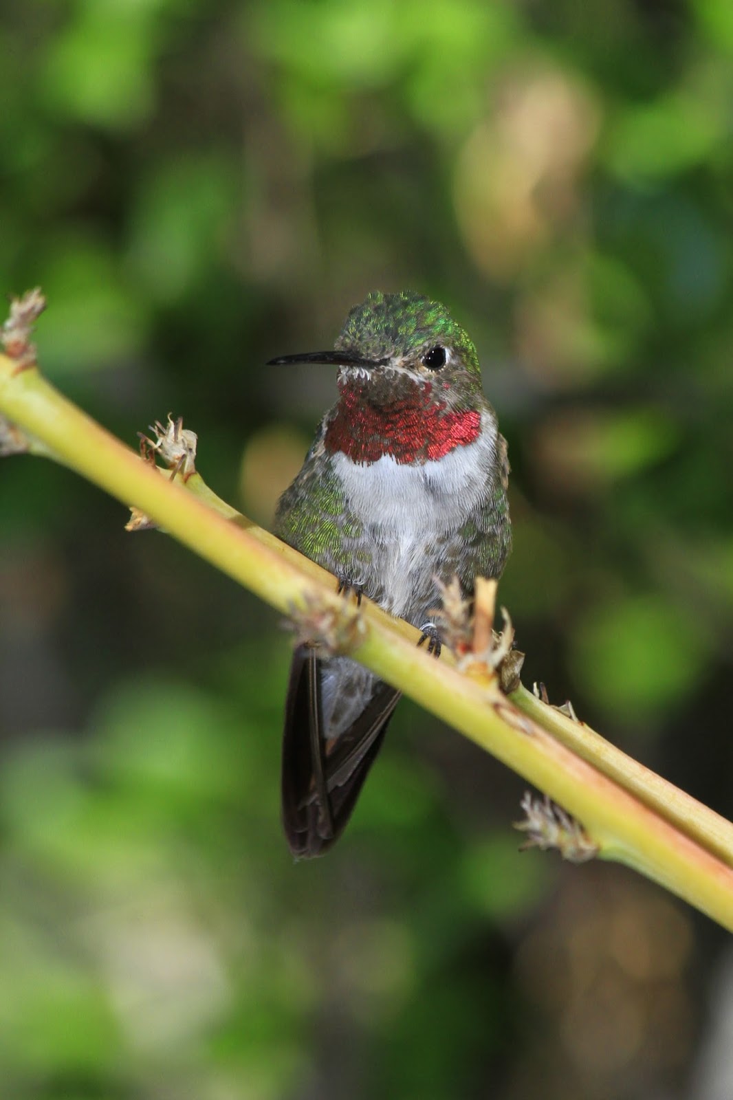 Sonoran Connection: Broad-tailed Hummingbird