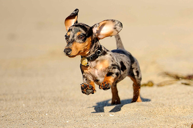 The Long and Short of it All: A Dachshund Dog News Magazine: Leaping ...