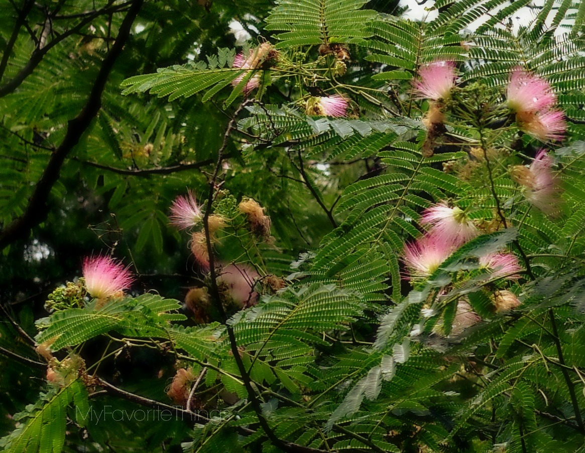 My Favorite Things: Mimosa Tree