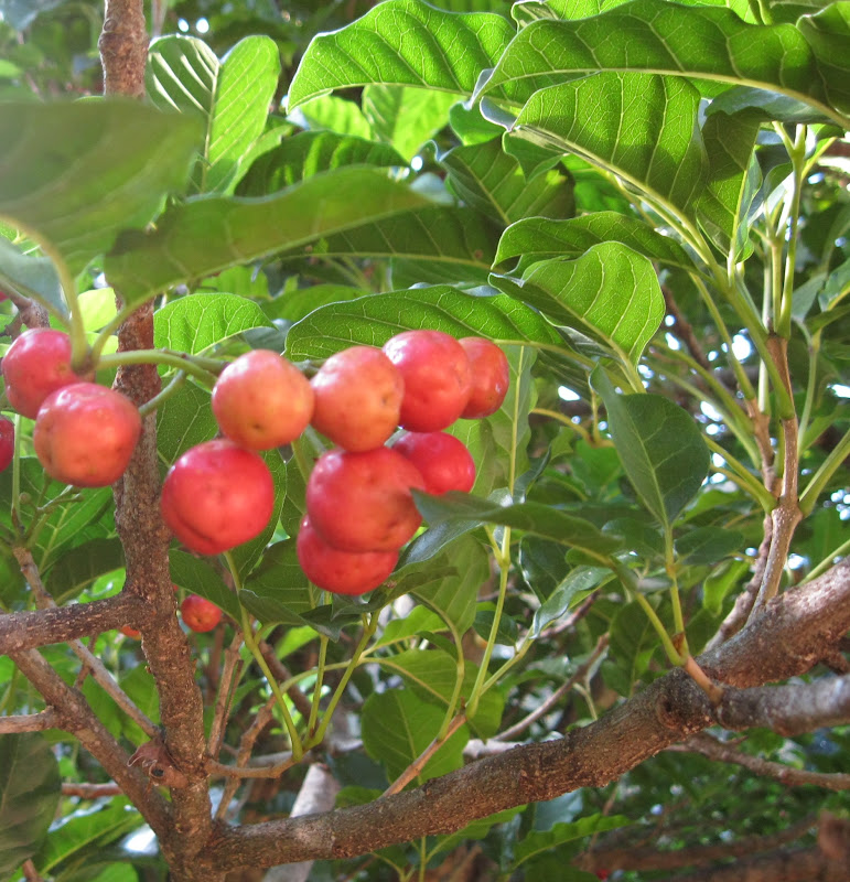 Quiltingorchardist: Other Parts of our Property.