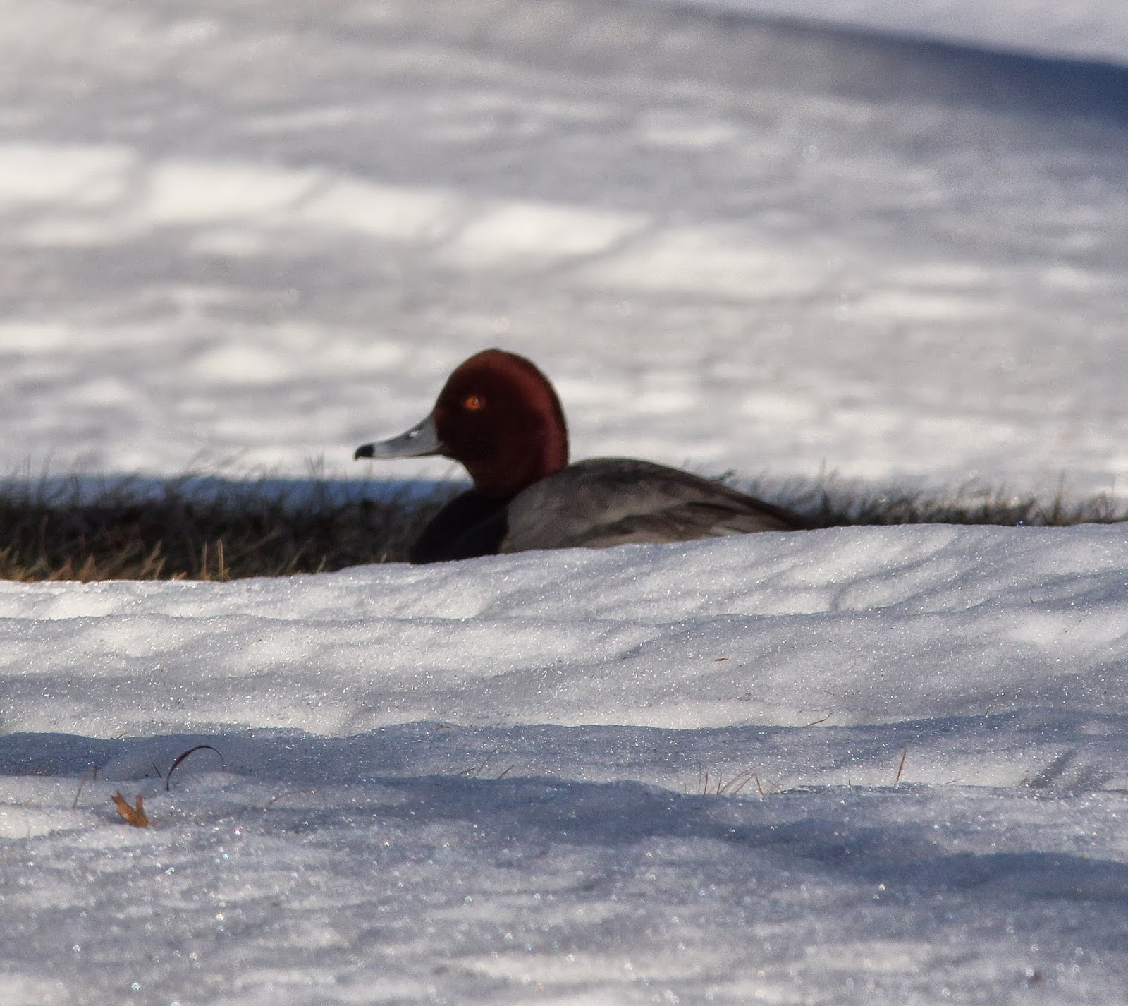 'Burg Birder: Fun-filled Day of Birding: Spring Ducks!
