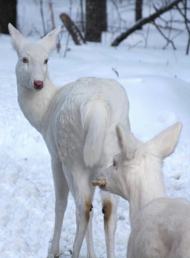 Beautiful white Deer