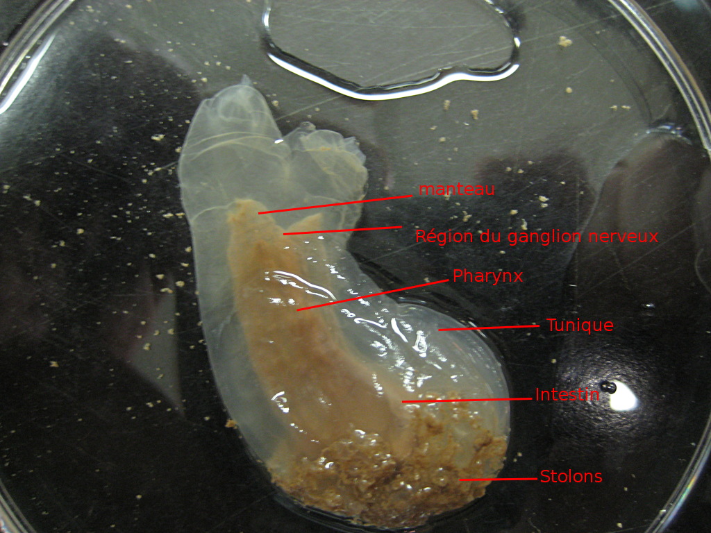 Bio-Éco UQTR - Laboratoires: Laboratoire 1 - Protochordés