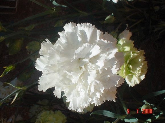 Flores, cultivo e significado das flores: Cravo branco, significado de ...