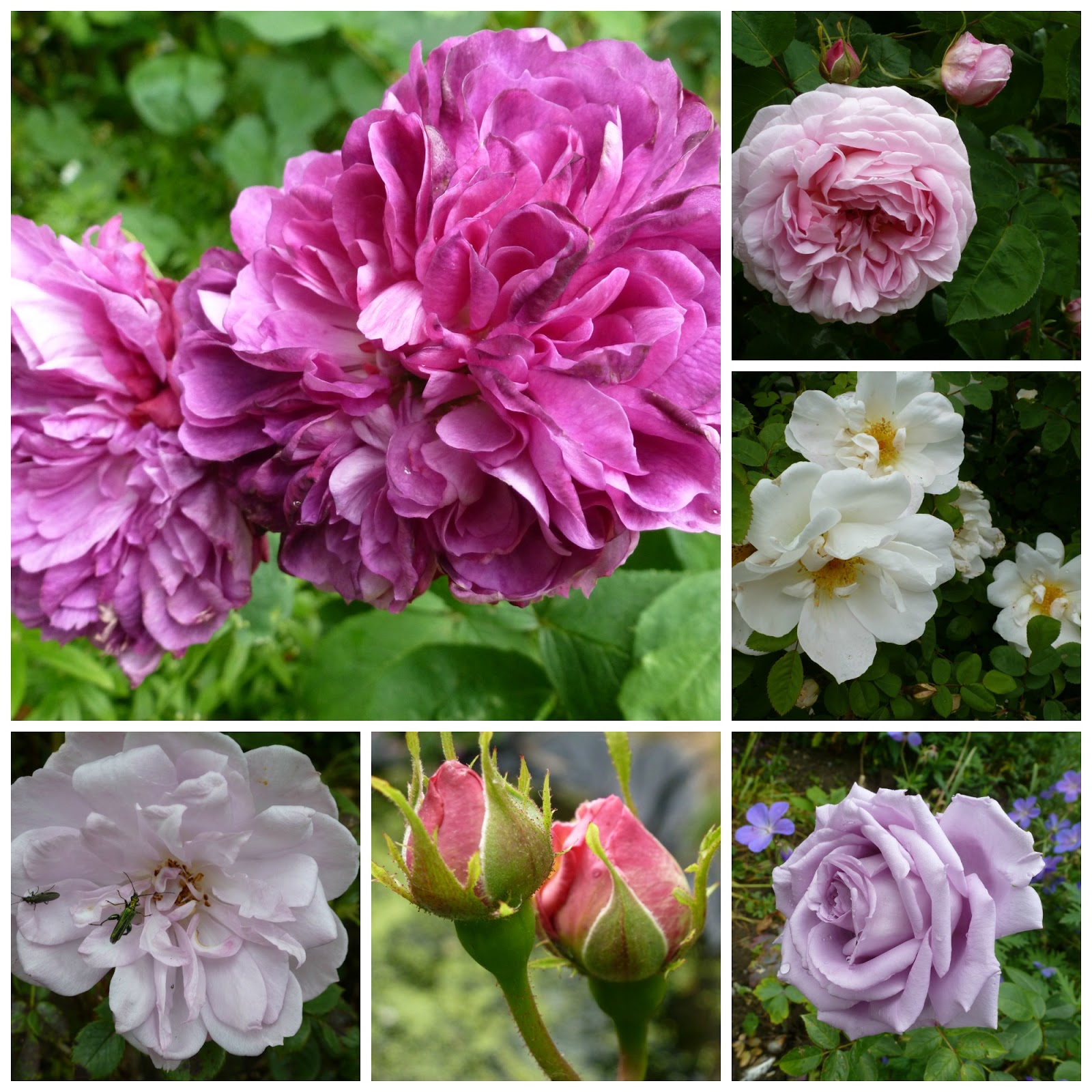 Let the roses and geranuims take centre stage.